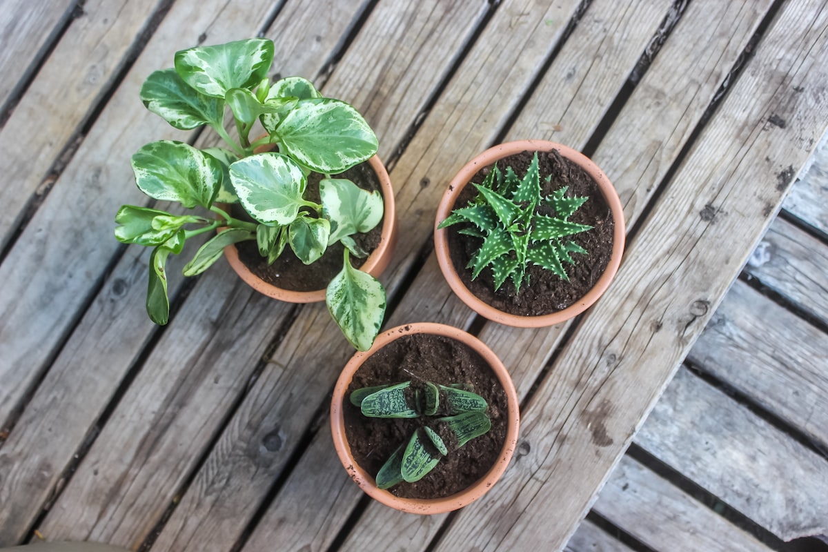 Companion Planting: How Certain Plants Help Each Other Thrive | The ...
