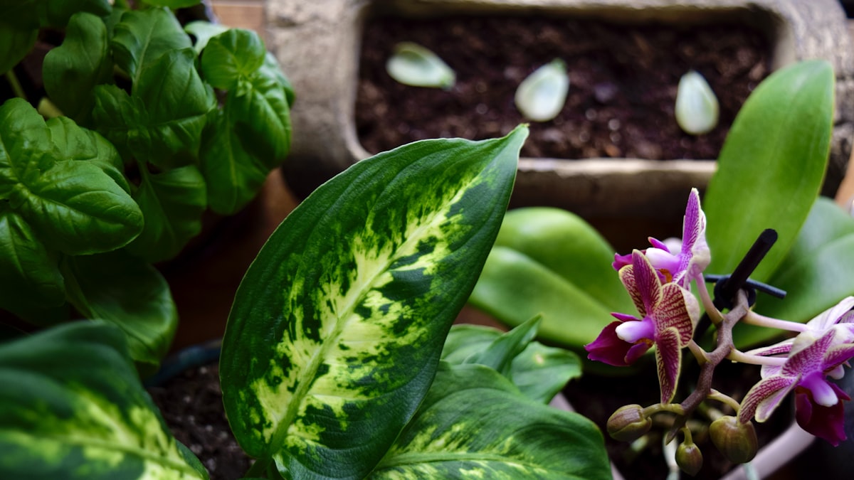 Plant Guide | The Clever Cultivator